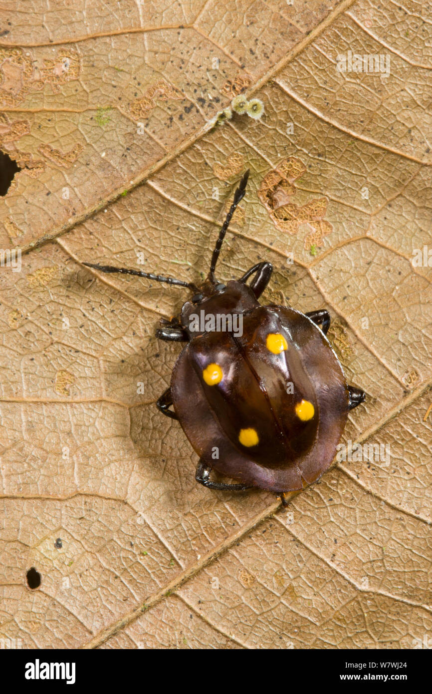 Tortoise beetle (Chrysomelidae) Danum Valley, Sabah, Borneo Stock Photo ...