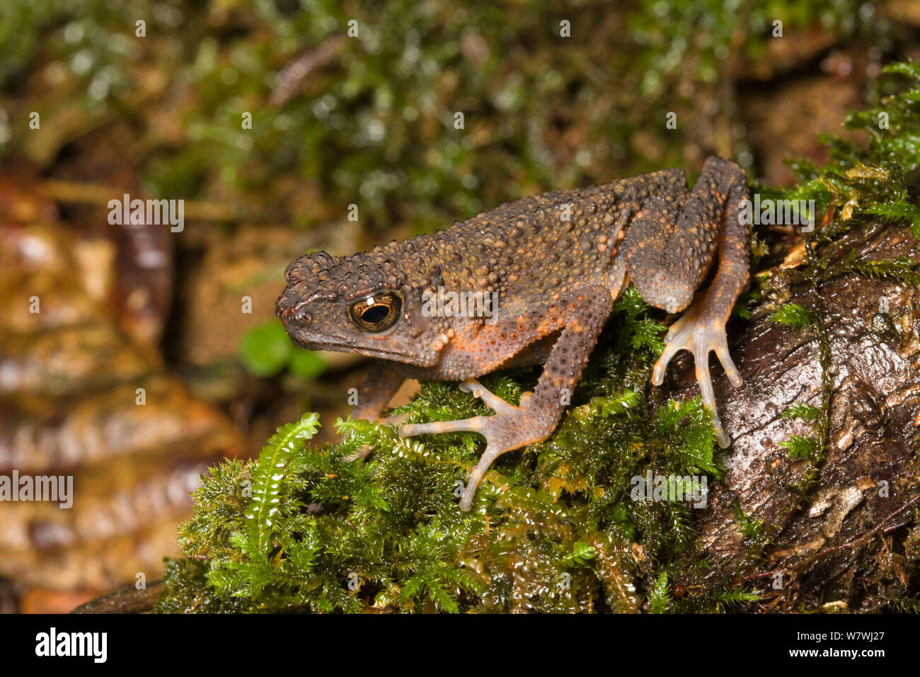 Ansonia hi-res stock photography and images - Alamy