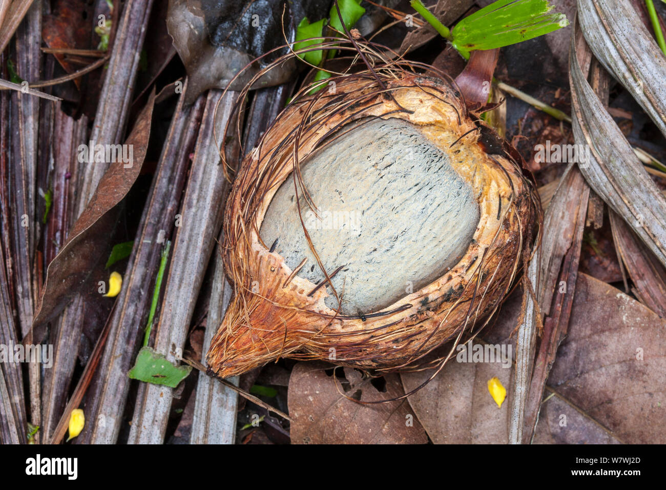 Nypa fruticans hi-res stock photography and images - Alamy