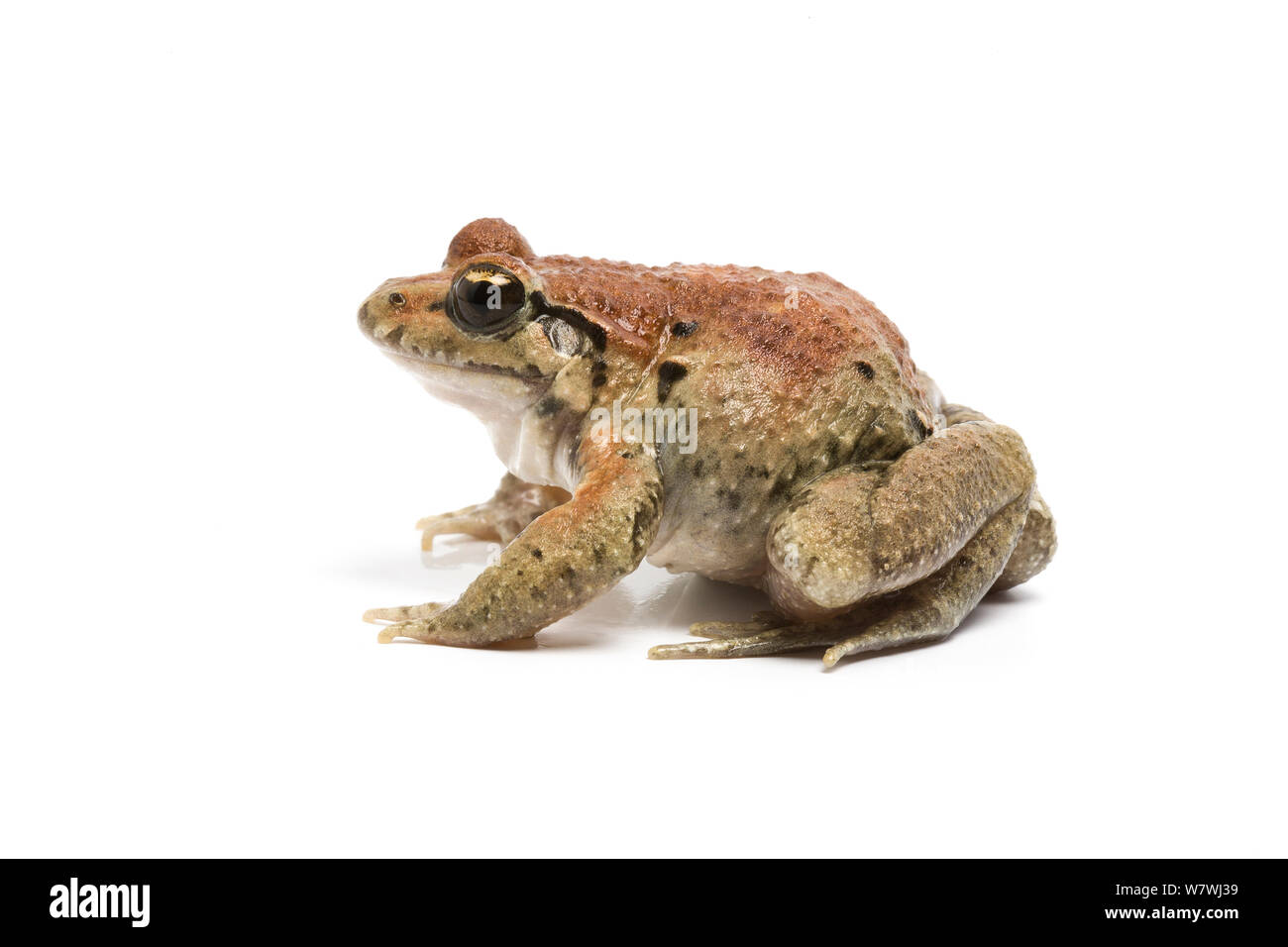 Painted frog (Discoglossus pictus) taken against white background ...