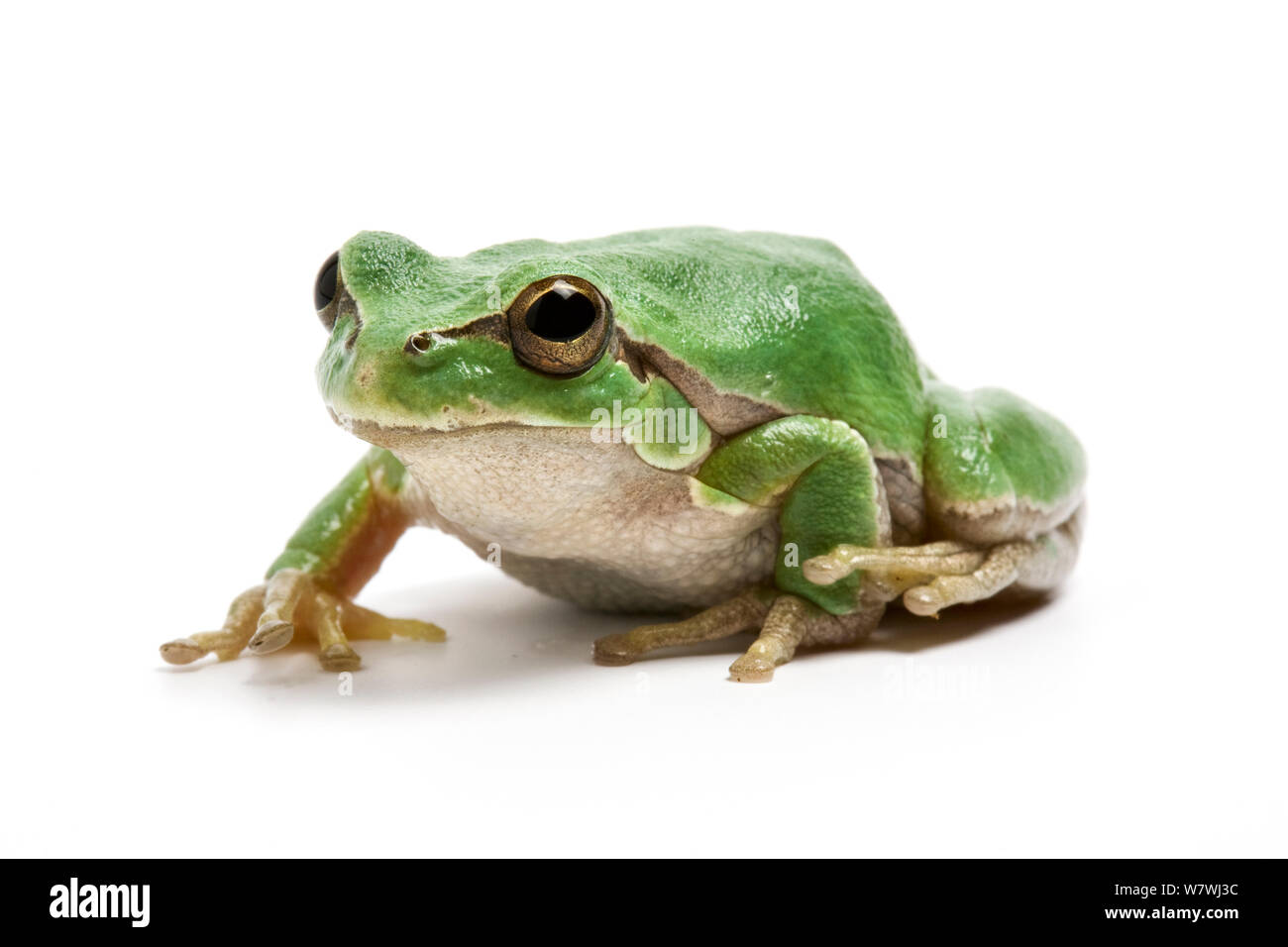 Italian tree frog (Hyla intermedia) on white background, captive from ...