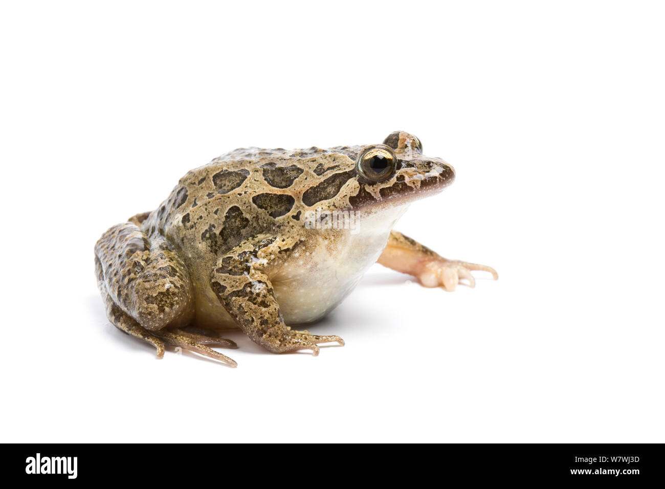 West Iberian painted frog (Discoglossus galganoi) against white ...