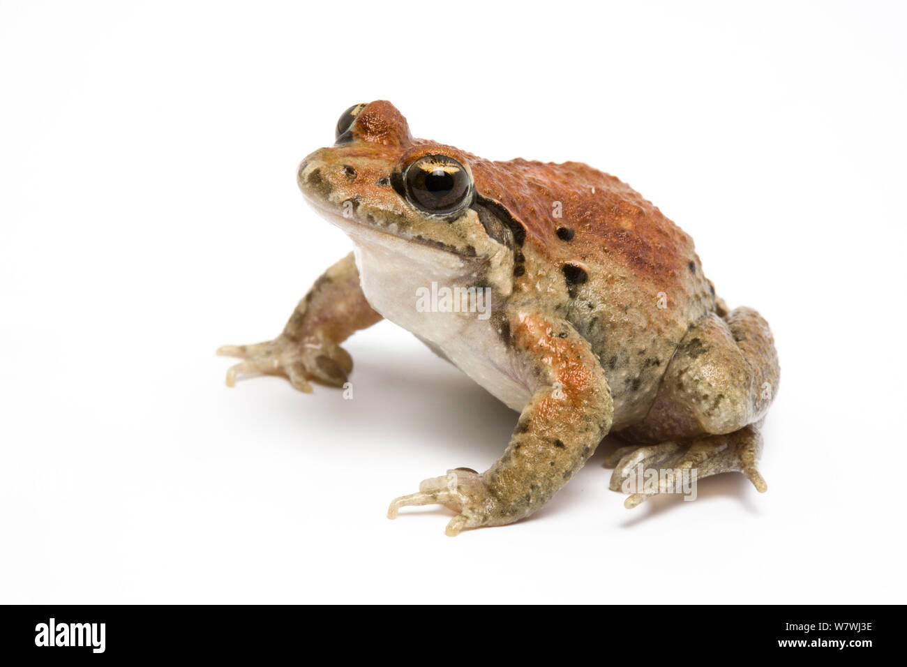 Disc tongued frog hi-res stock photography and images - Alamy