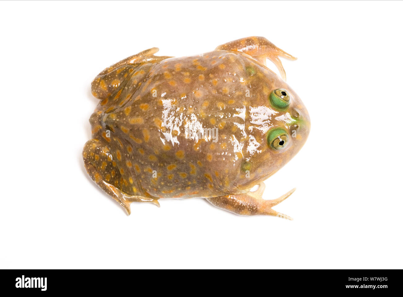 S frog hi-res stock photography and images - Alamy