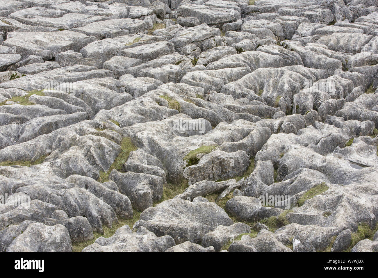 Limestone pavement above Malham Cove, North Yorkshire, England, UK ...