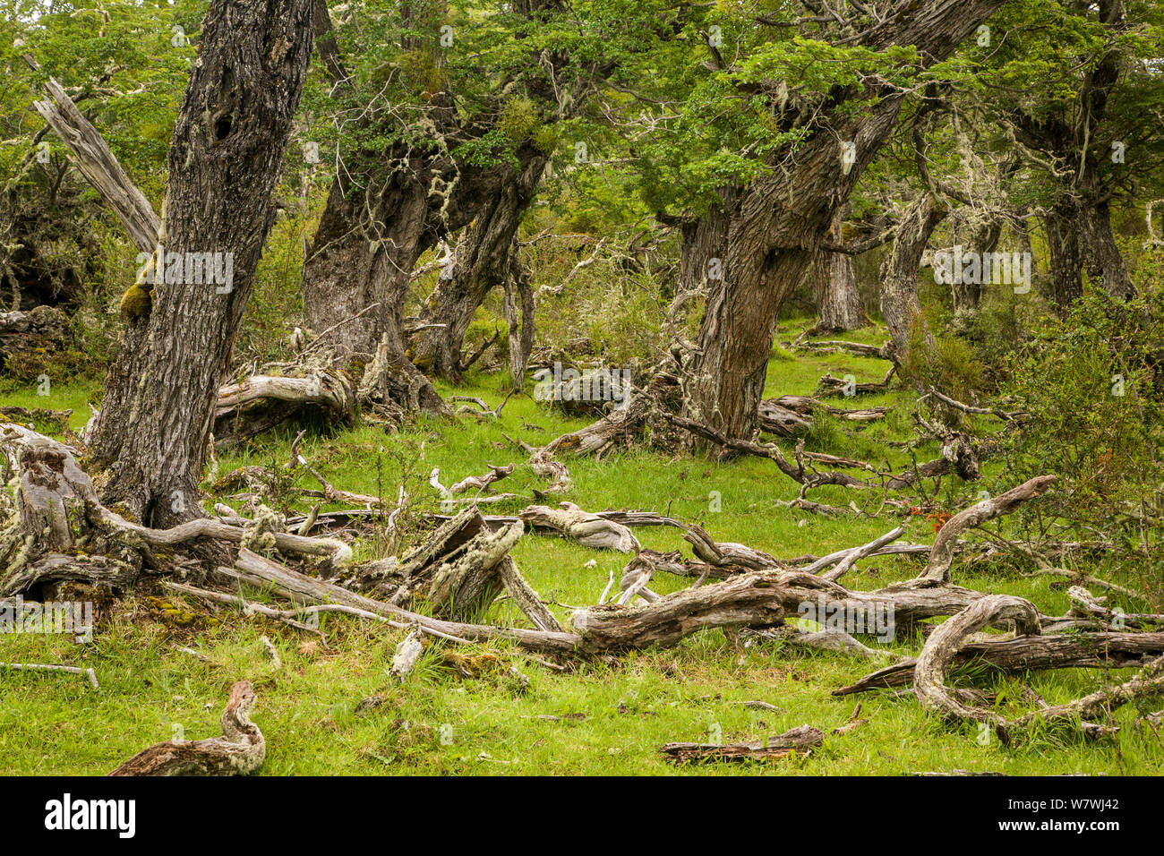 Lenga tree hi-res stock photography and images - Alamy