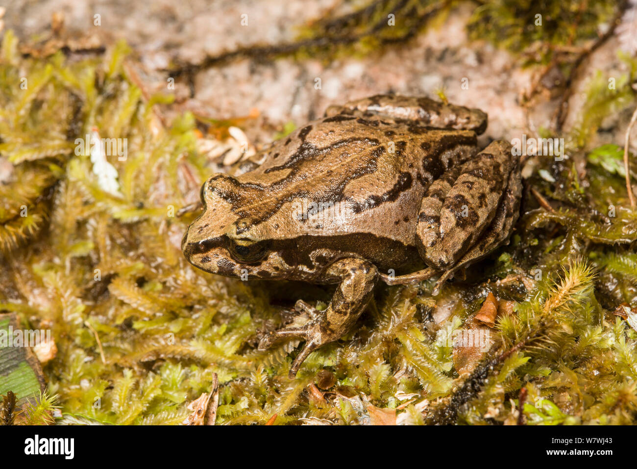 Chiloe Island Ground Frog (Eupsophus calcaratus) Alerce Andino National ...