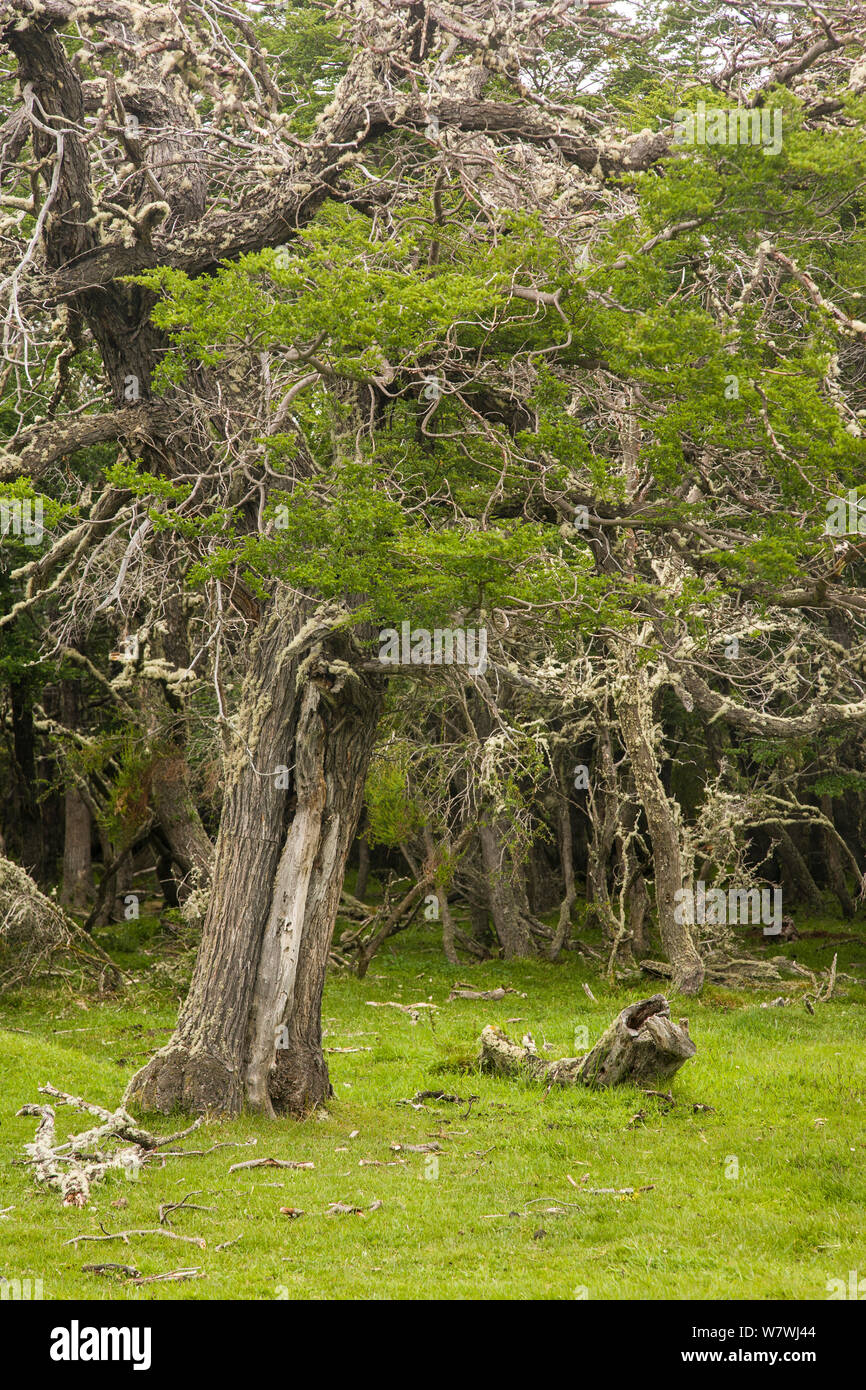 Lenga forest chile hi-res stock photography and images - Alamy