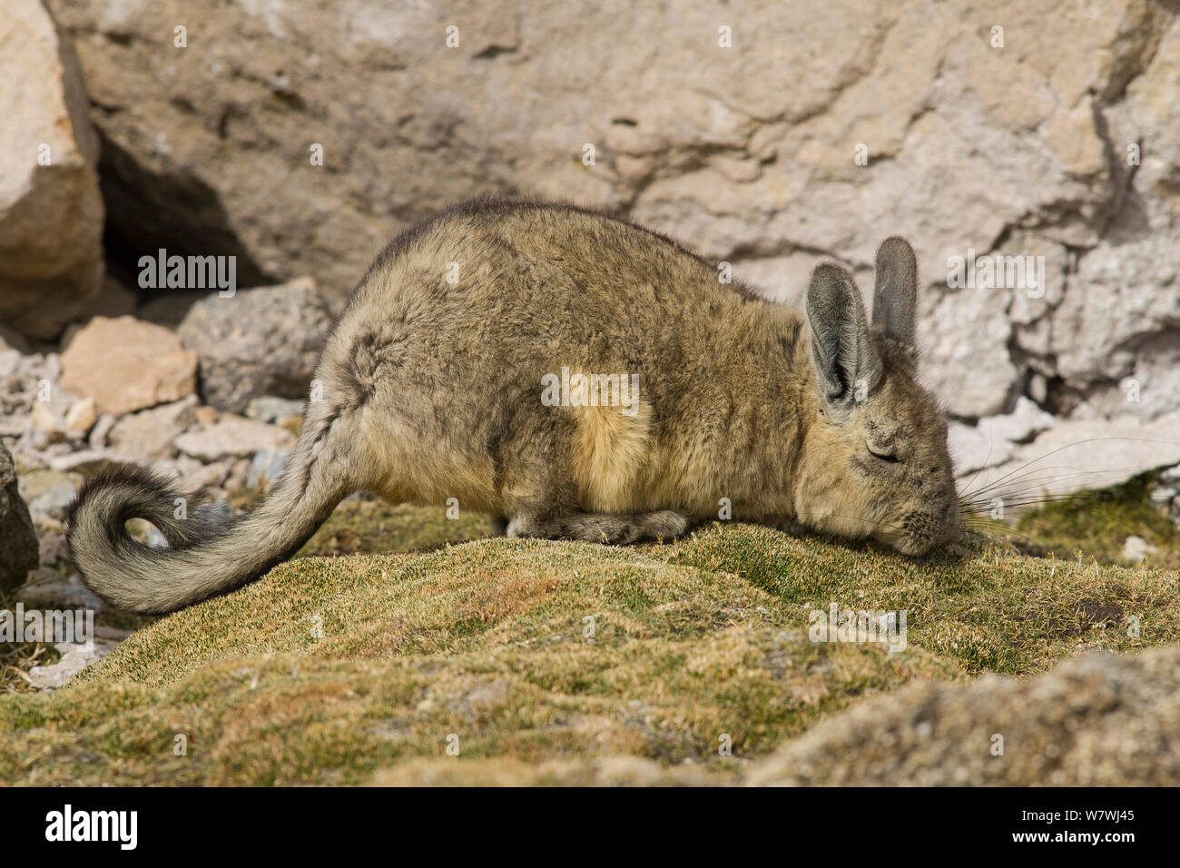 Lagidium viscacia hi-res stock photography and images - Alamy