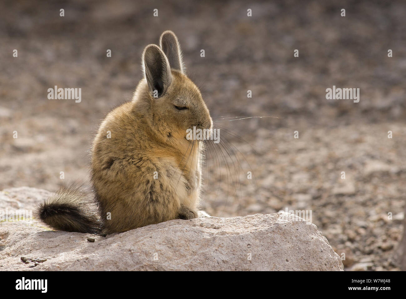 Visacha hi-res stock photography and images - Alamy