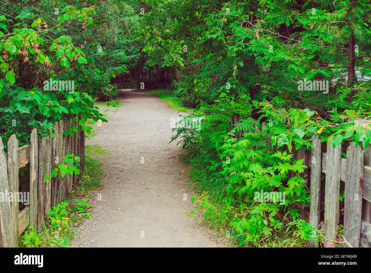 stream and trail landscape Stock Photo - Alamy