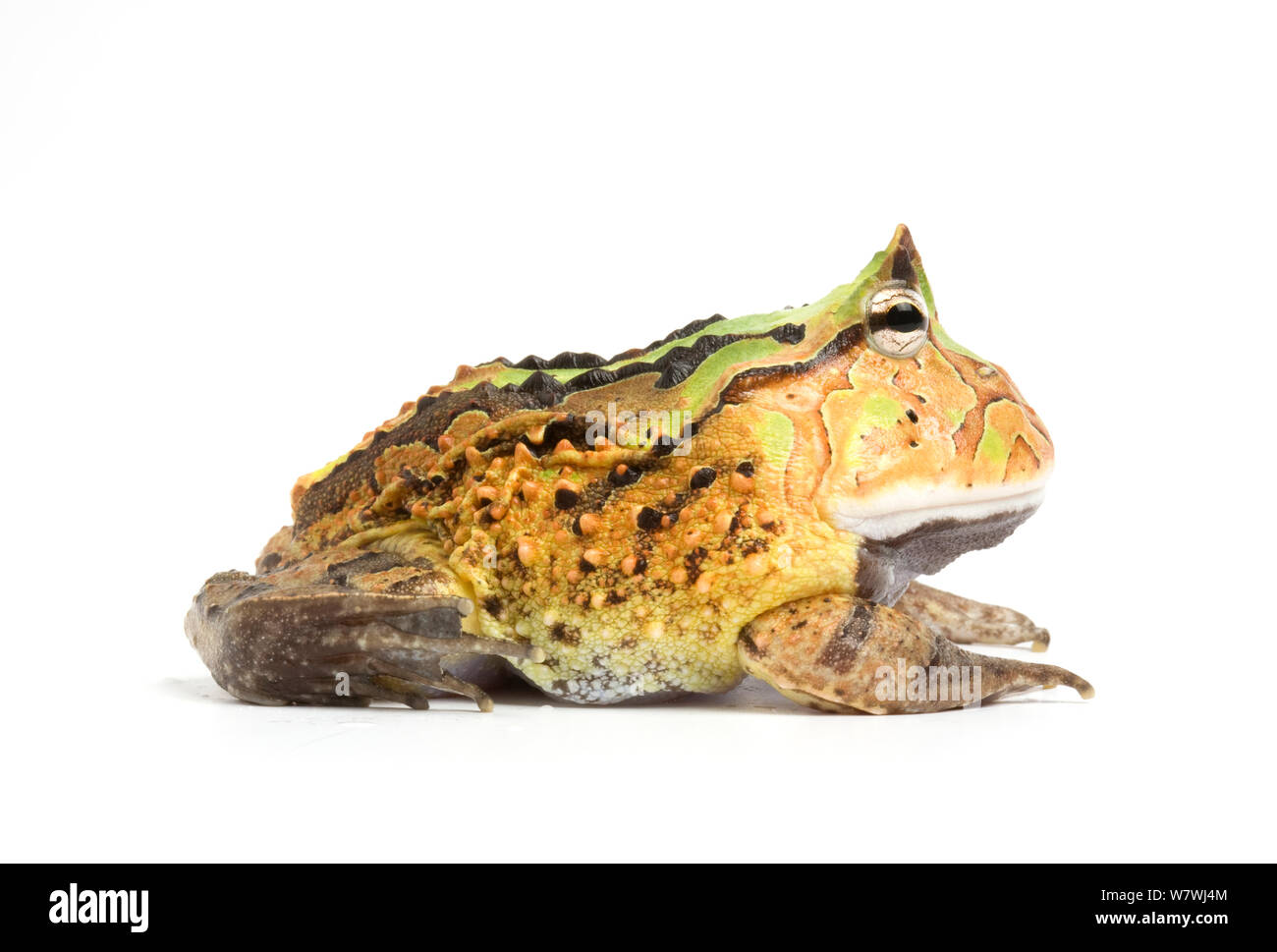 Colombian frogs hi-res stock photography and images - Alamy