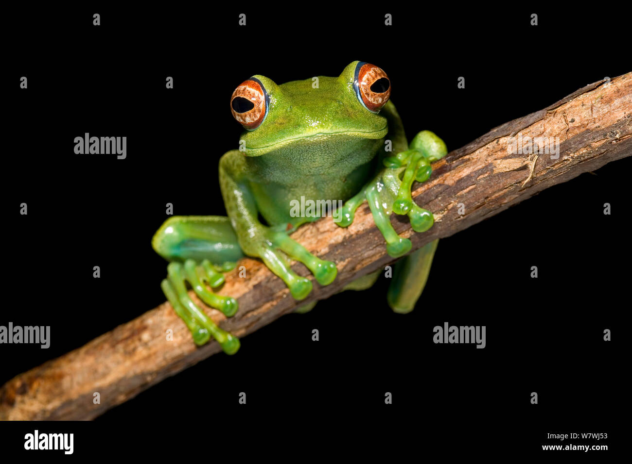 Boophis luteus frog hi-res stock photography and images - Alamy