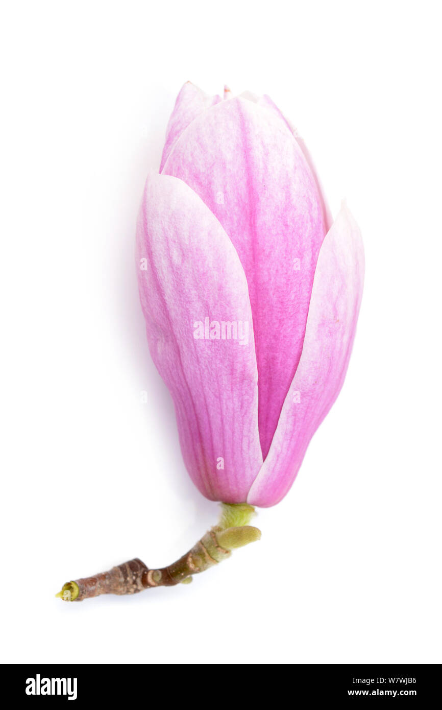 Single pink magnolia flower on white Stock Photo - Alamy