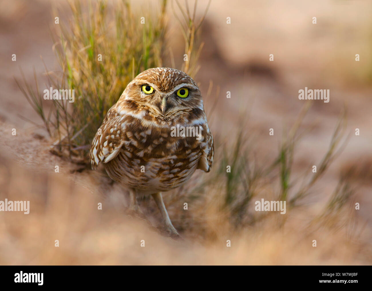 Sea Owl Stock Photos & Sea Owl Stock Images - Alamy