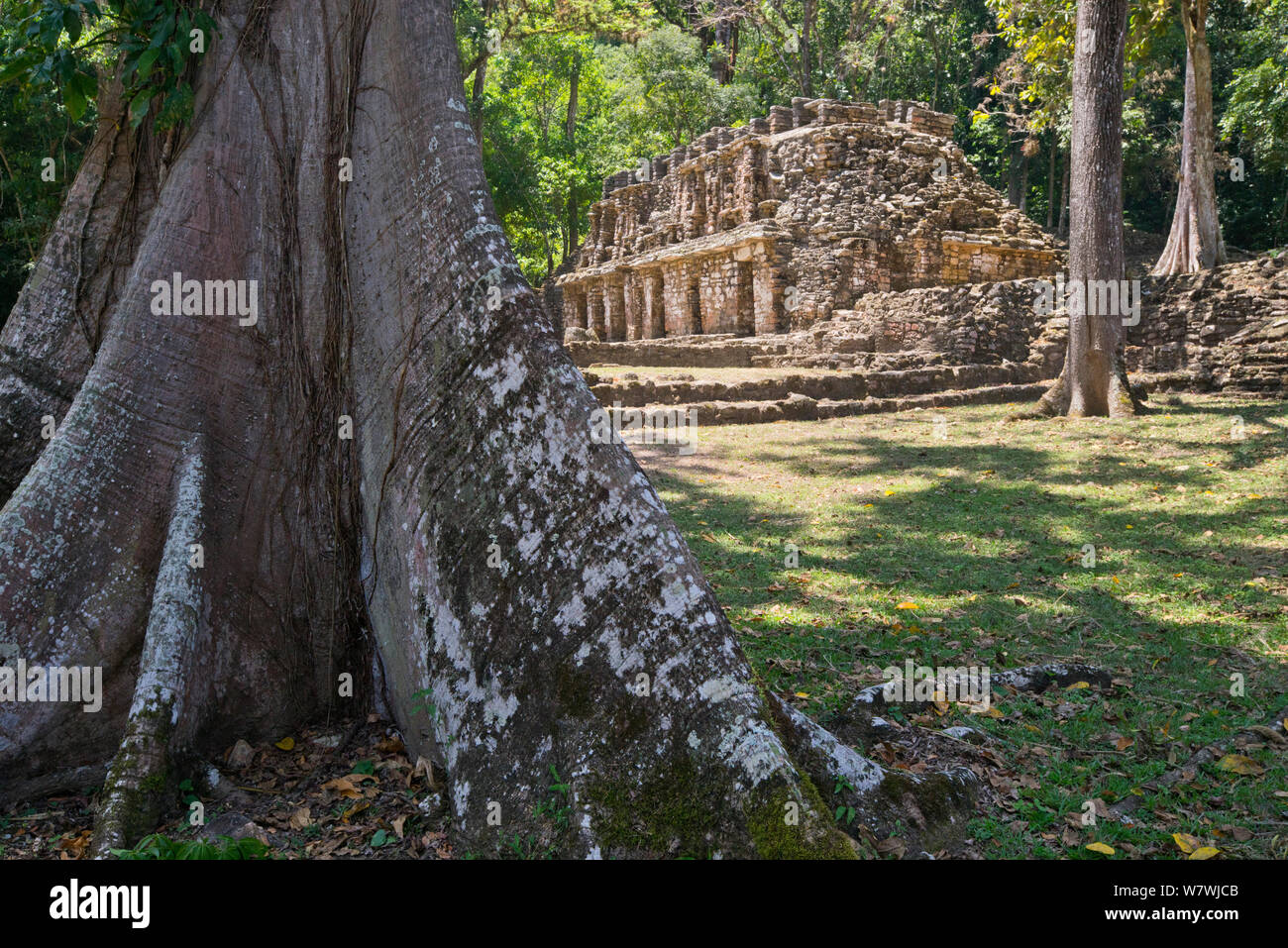 Ceiba tree mexico hi-res stock photography and images - Alamy