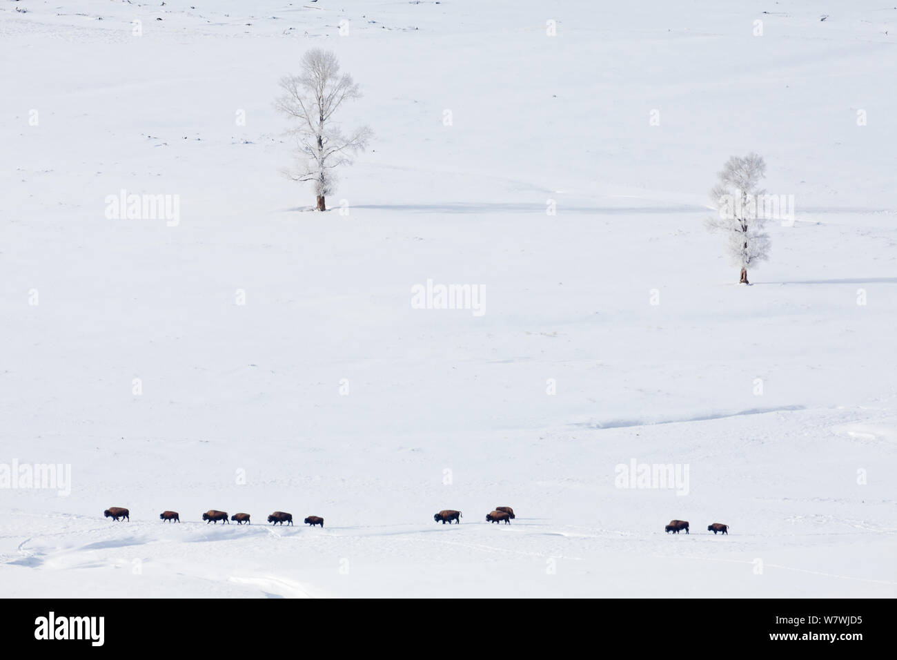 Bison bison herd walking hi-res stock photography and images - Alamy Bison bison herd walking hi-res stock photography and images - Alamy