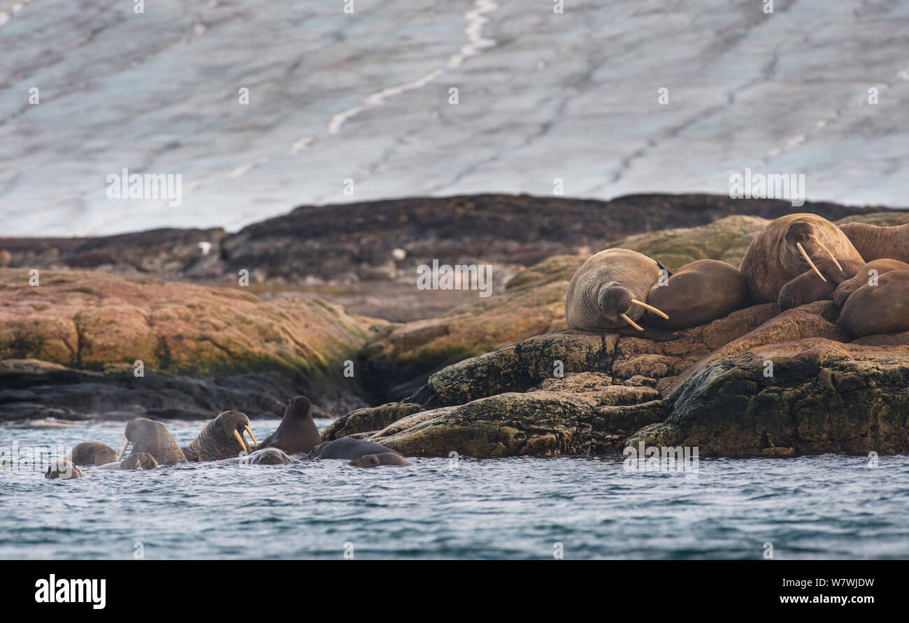 Walrus (Odobenus rosmarus) females and calves on breeding rocks and ...