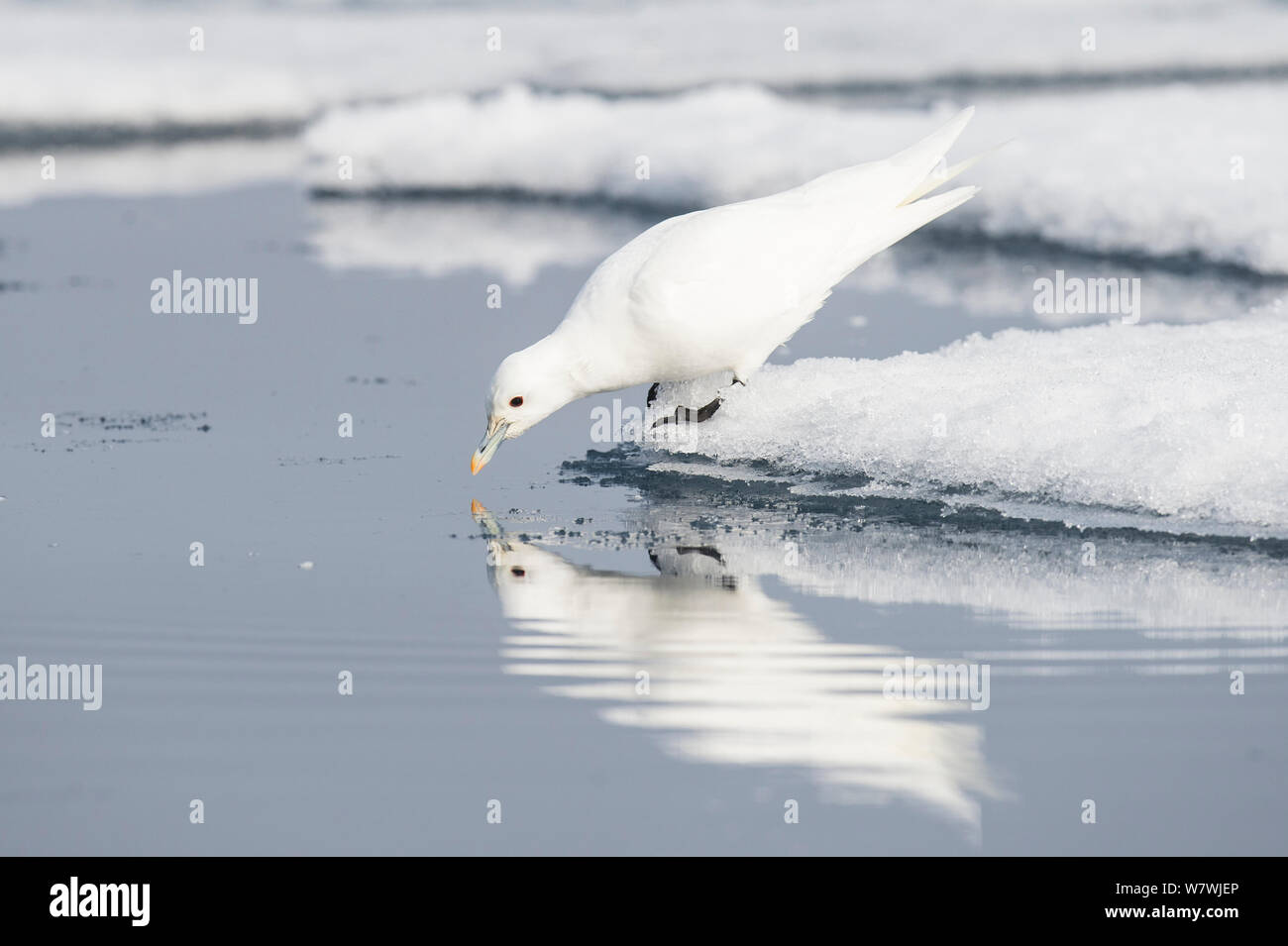Ivory gull (Pagophila eburnea) feeding in melting ocean ice, North of ...