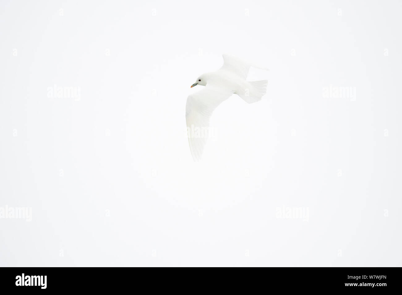 Ivory gull (Pagophila eburnea) in flight against a white sky, Svalbard ...