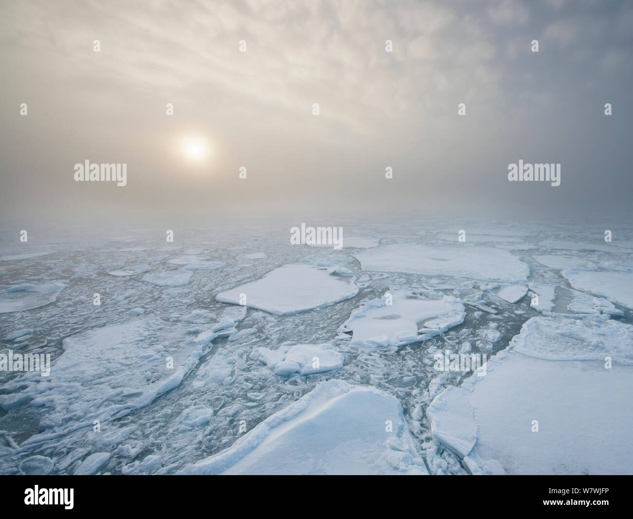 Pack ice forming on the Arctic Ocean in mist at sunrise, far North of ...