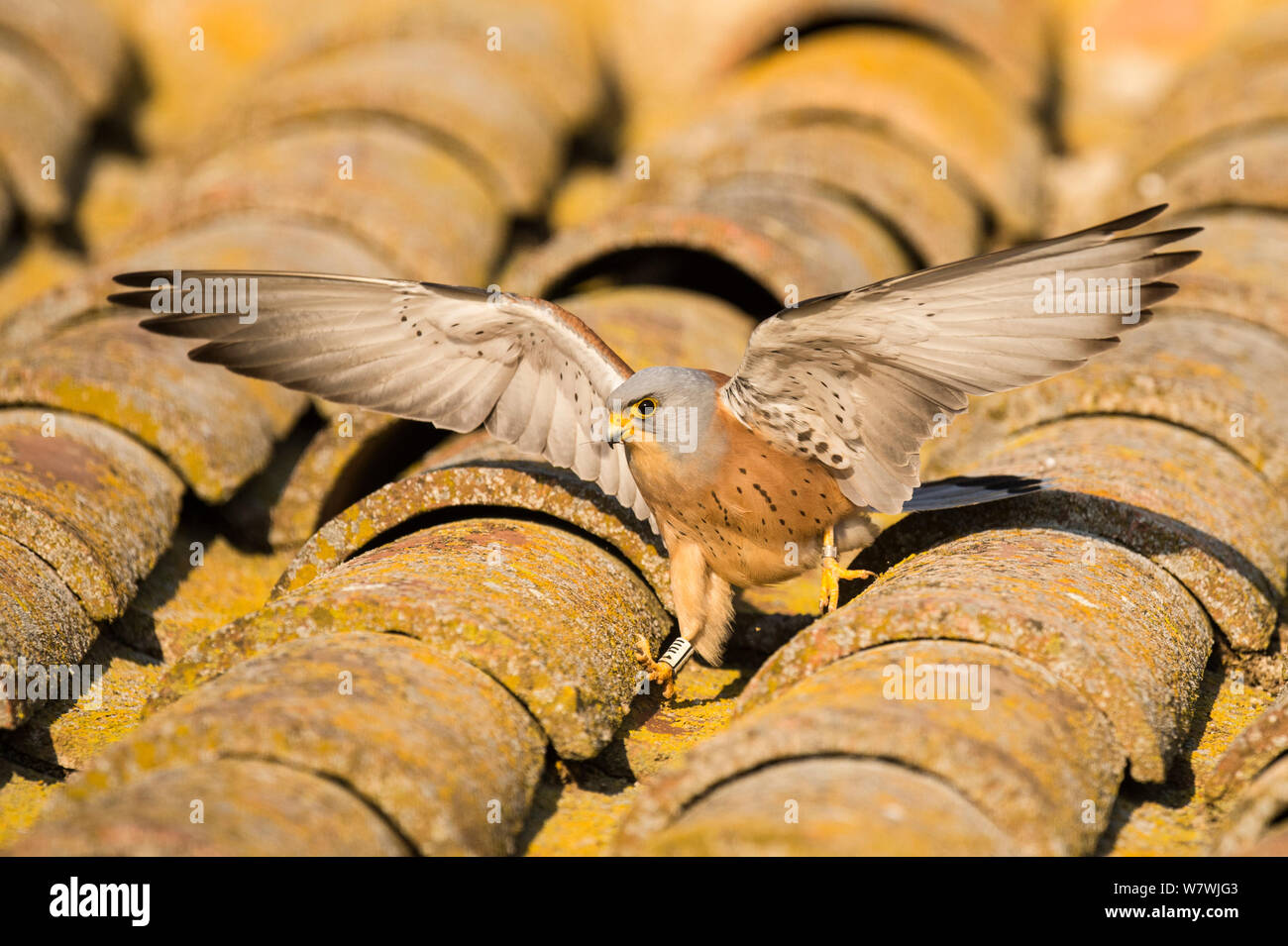 Kestrel on roof hi-res stock photography and images - Alamy