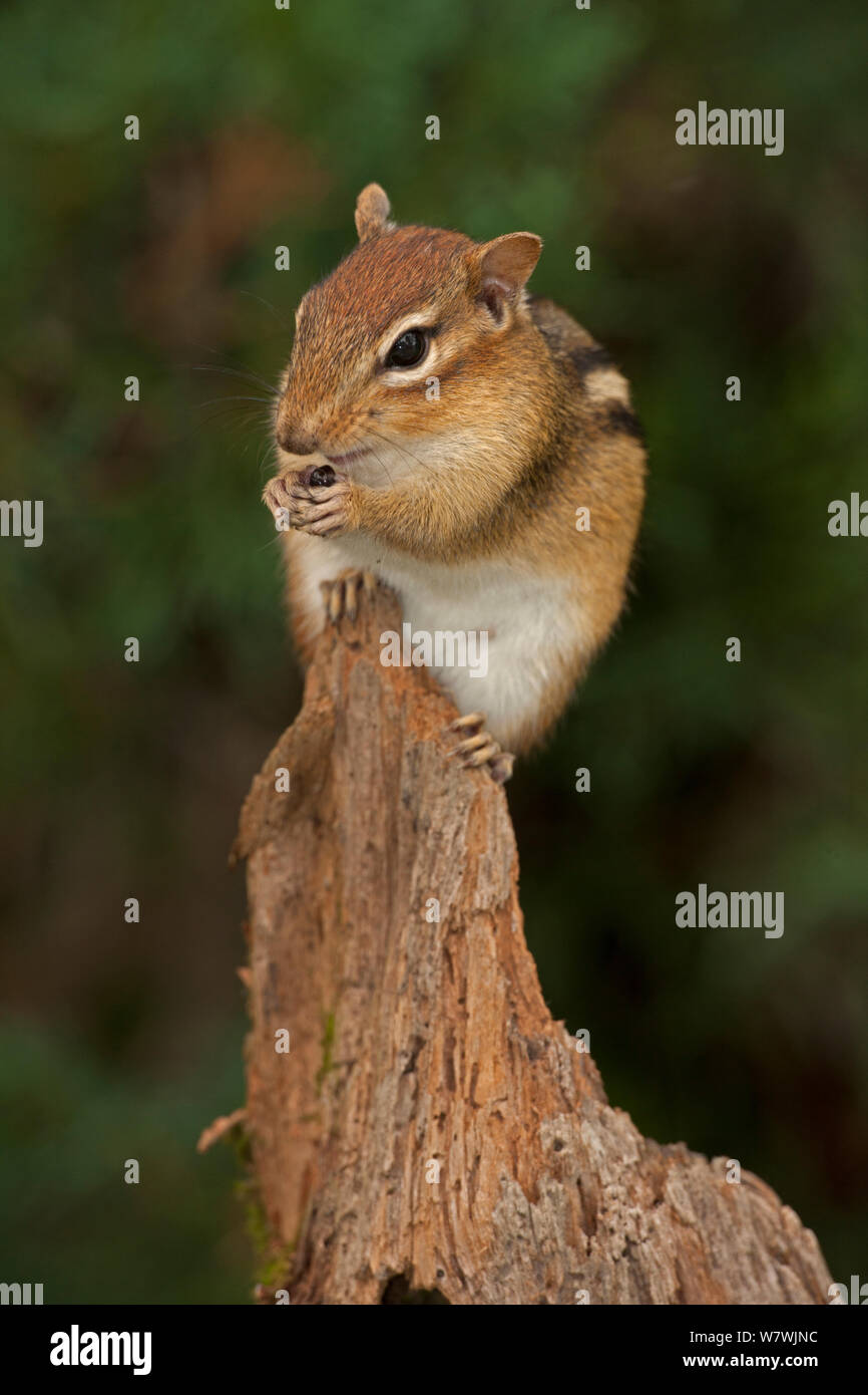 Eastern chipmunk wood hi-res stock photography and images - Alamy