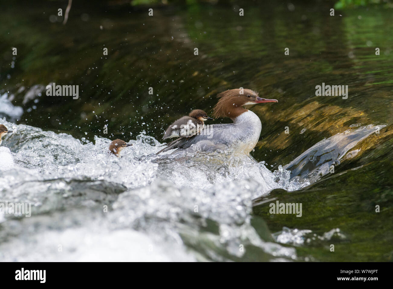 Goosander (Mergus merganser) adult female with ducklings swimming up a ...