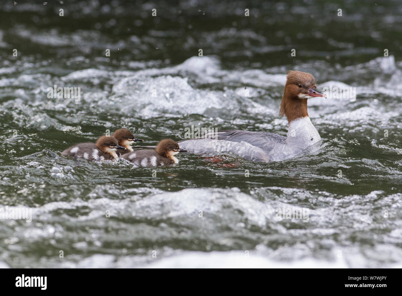 Goosander (Mergus merganser) adult female with three ducklings ...