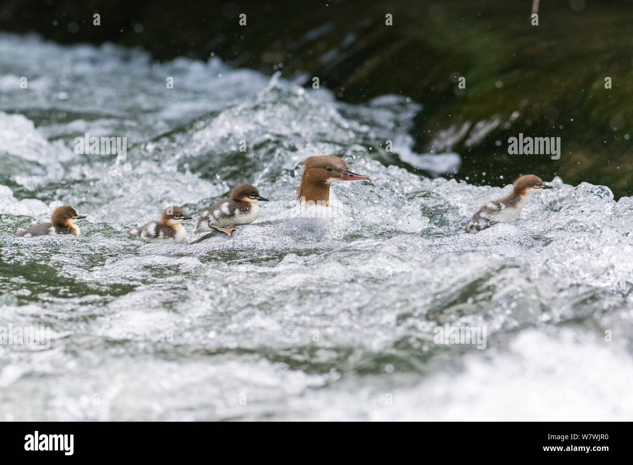 Goosander (Mergus merganser) adult female with four ducklings ...