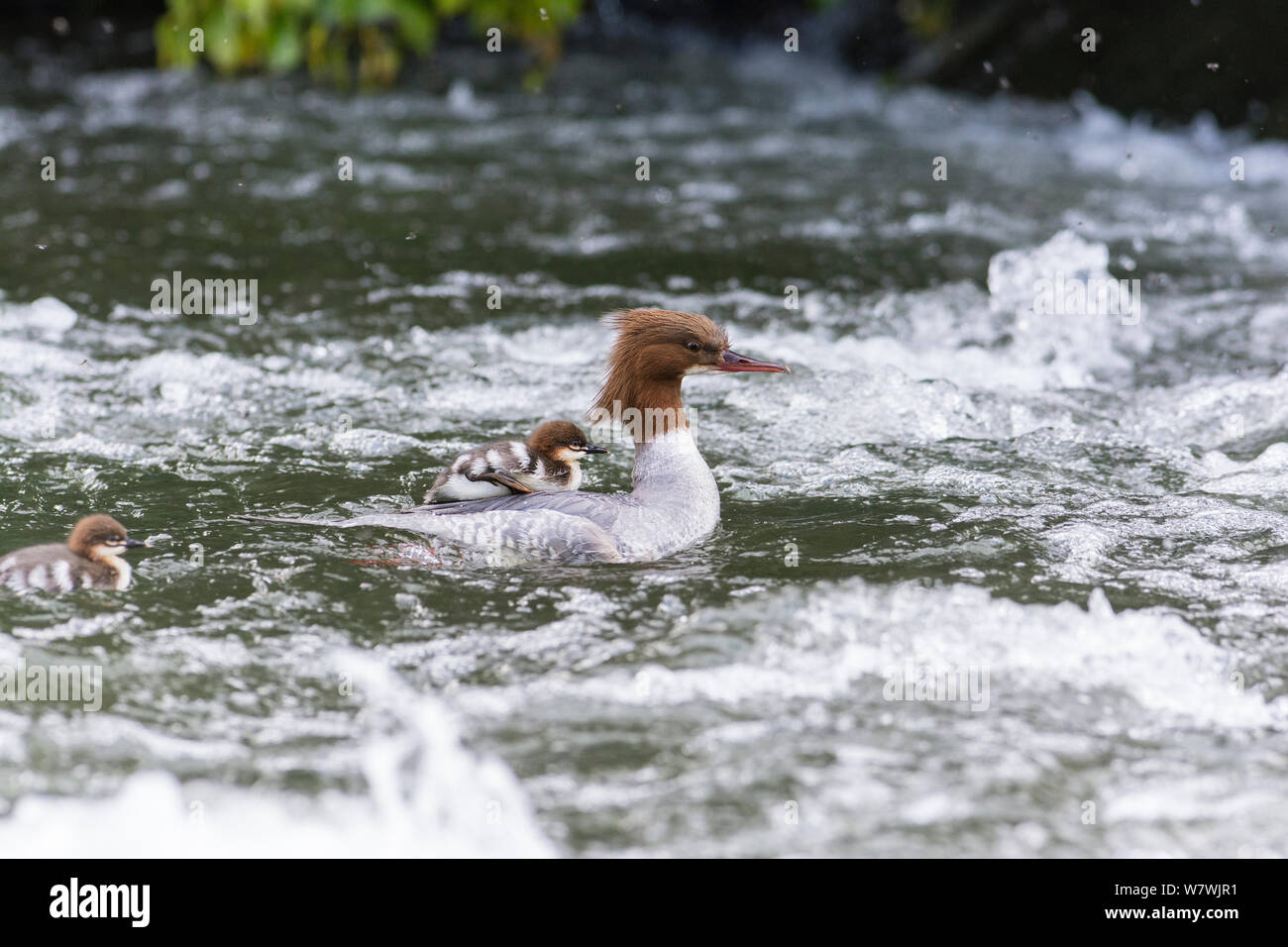 Goosander family hi-res stock photography and images - Alamy