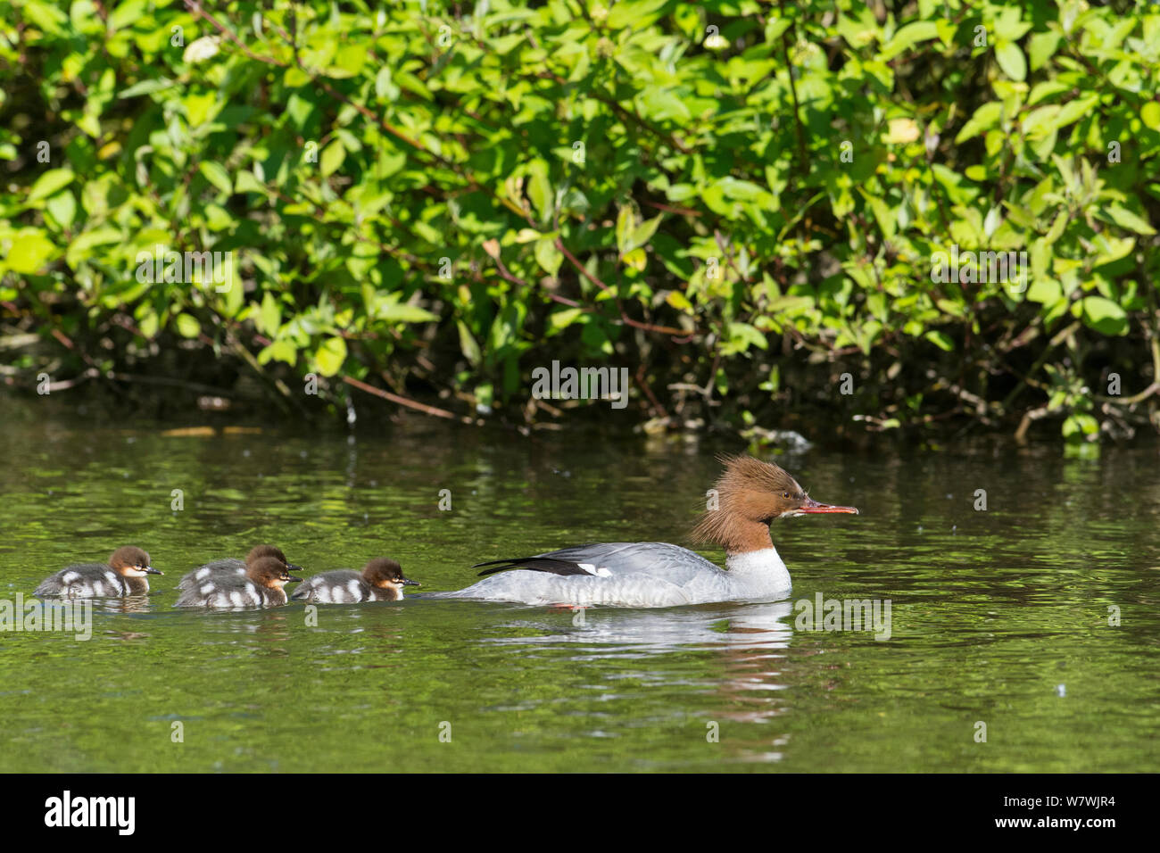 Goosander (Mergus merganser) adult female swimming with four ducklings ...