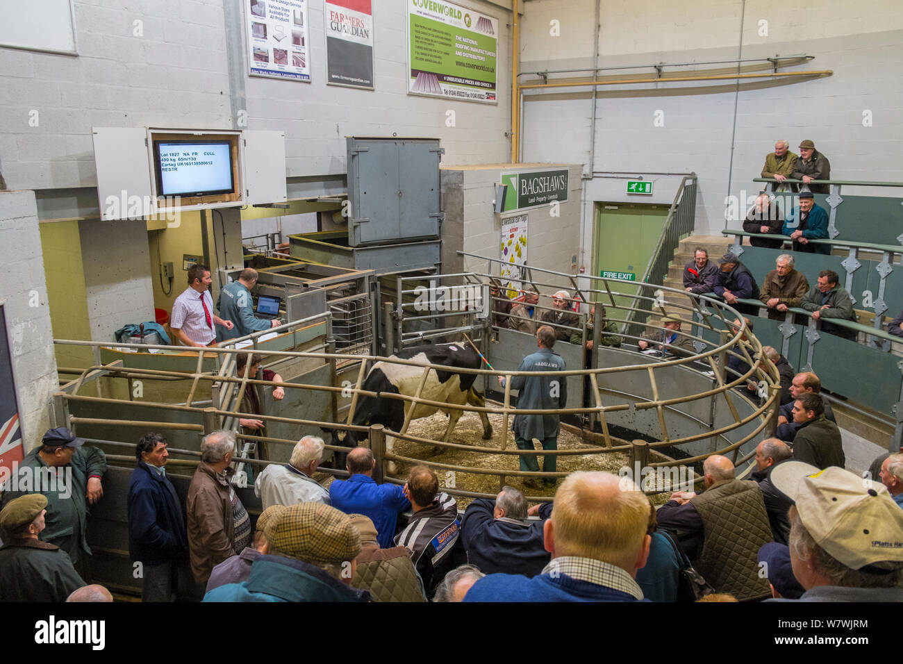 Auction ring hi-res stock photography and images - Alamy