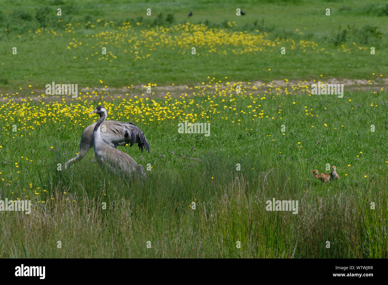 Common crane uk male female hi-res stock photography and images - Alamy