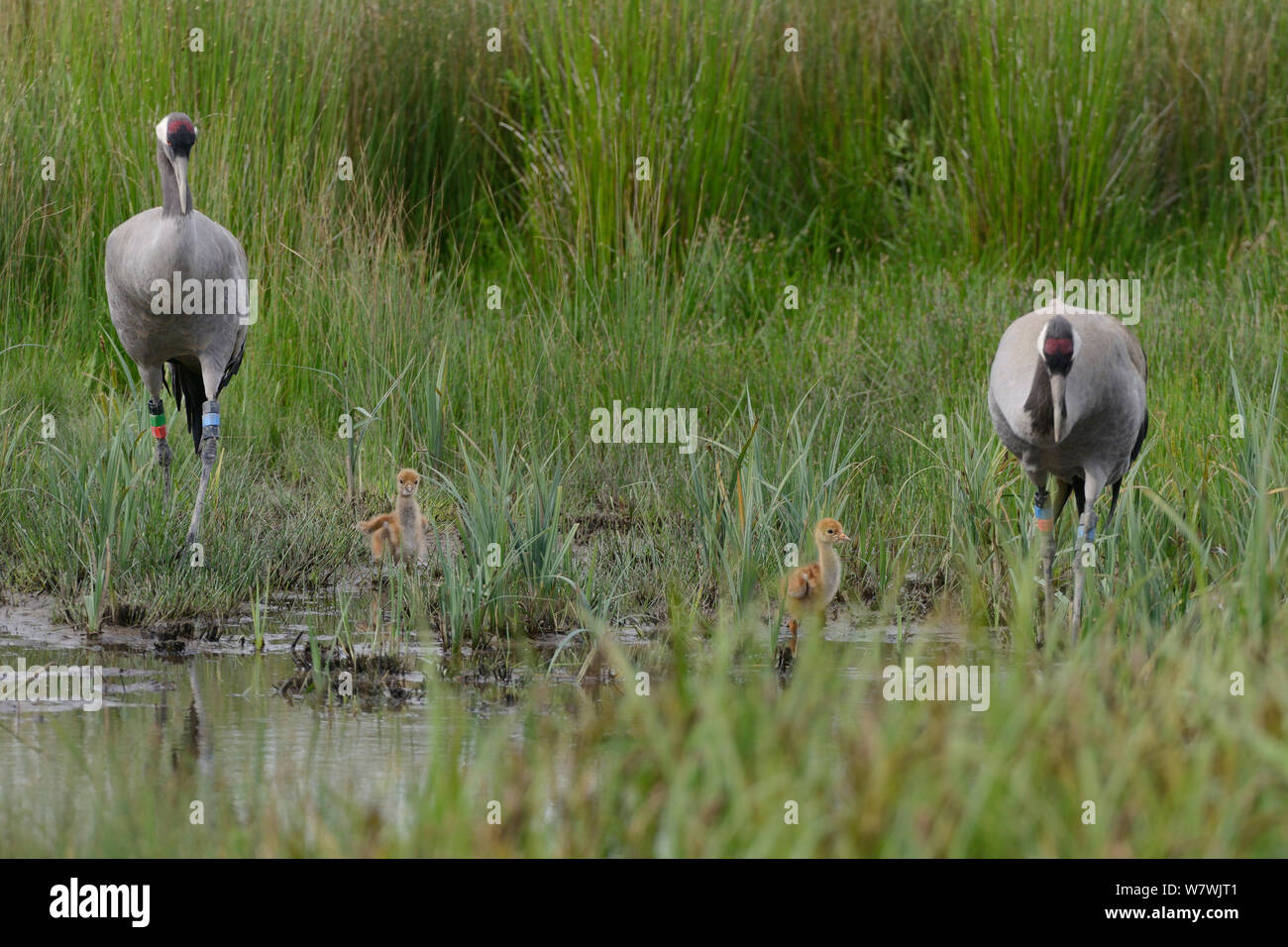 Common crane uk chick walking hi-res stock photography and images - Alamy