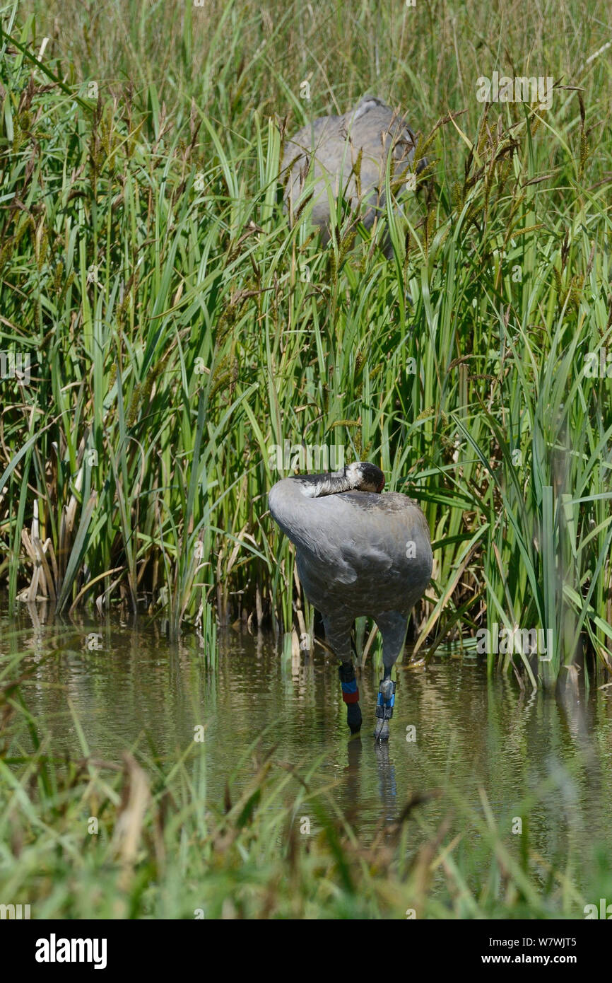 Nesting crane hi-res stock photography and images - Alamy