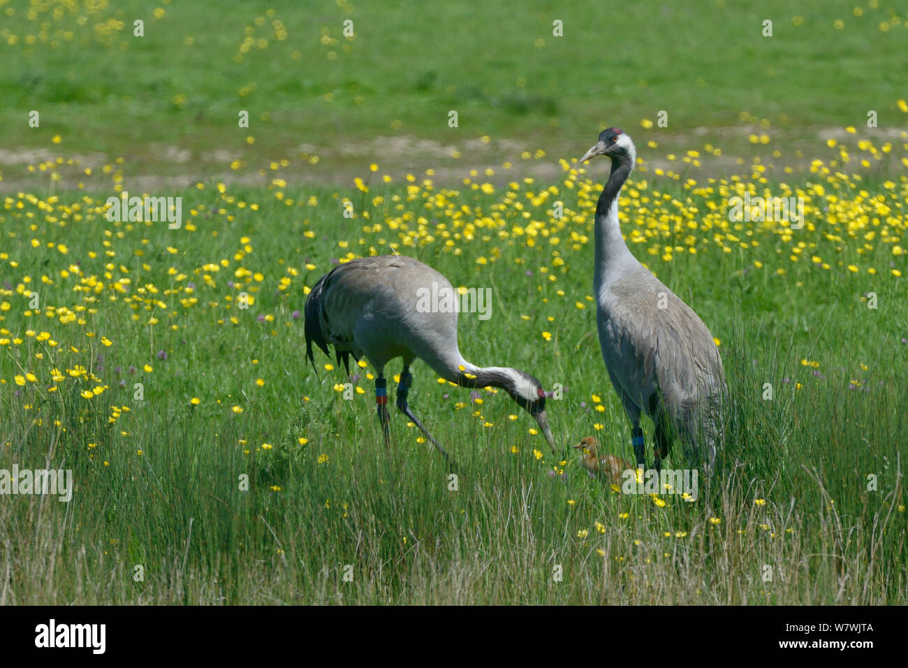Predators 2010 hi-res stock photography and images - Alamy