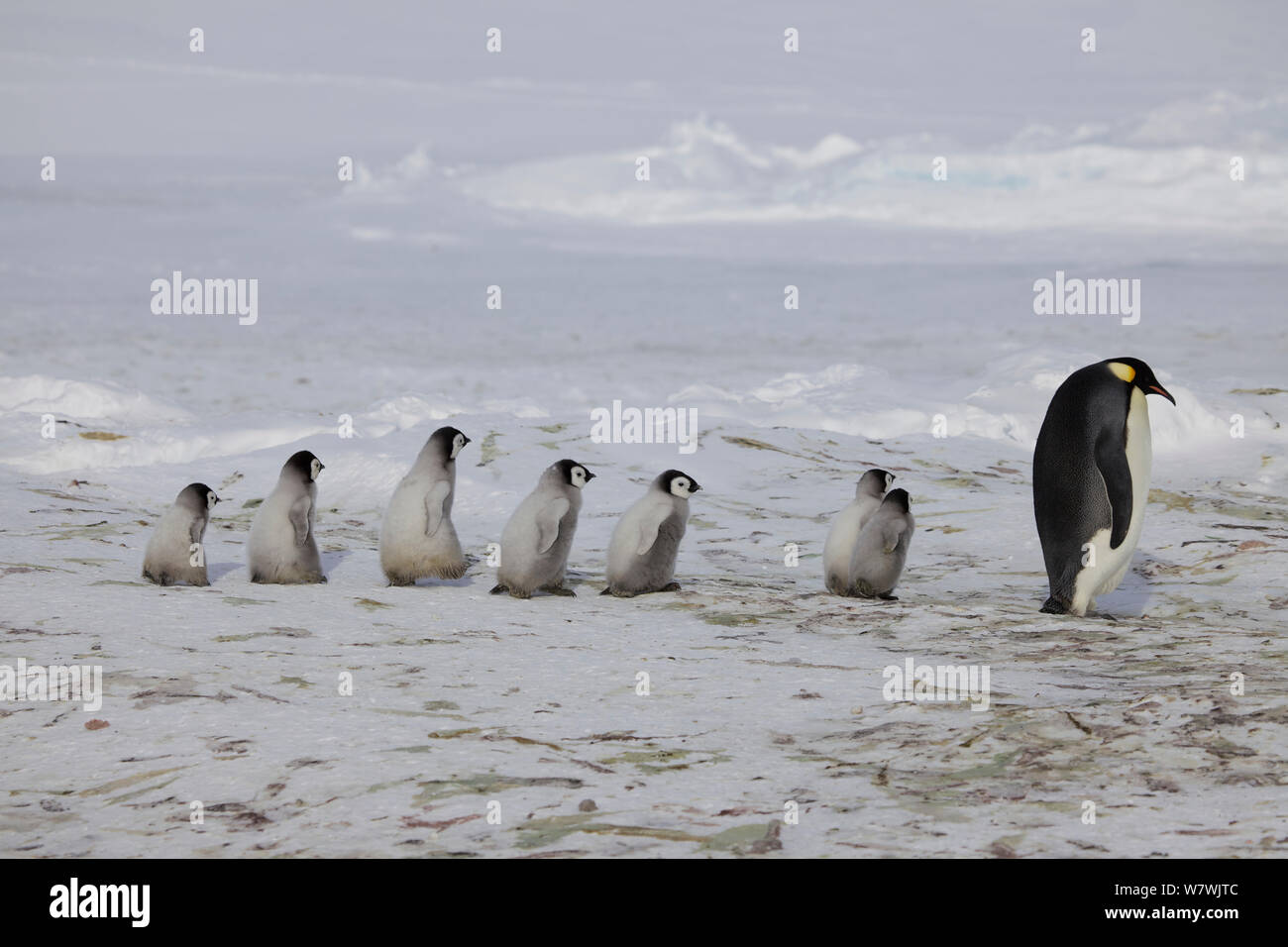 Seven Emperor penguin (Aptenodytes forsteri) chicks following adult ...