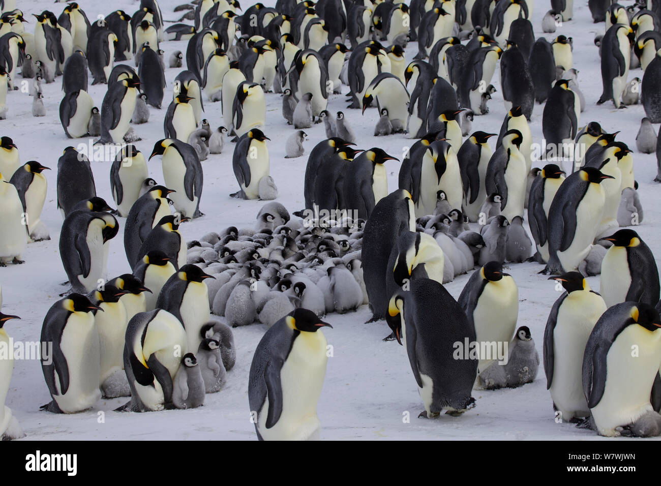 Penguin huddle babies hi-res stock photography and images - Alamy