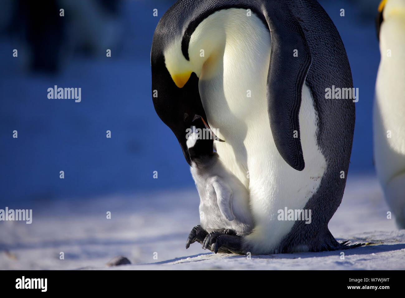 Emperor penguin feeding chick hi-res stock photography and images - Alamy