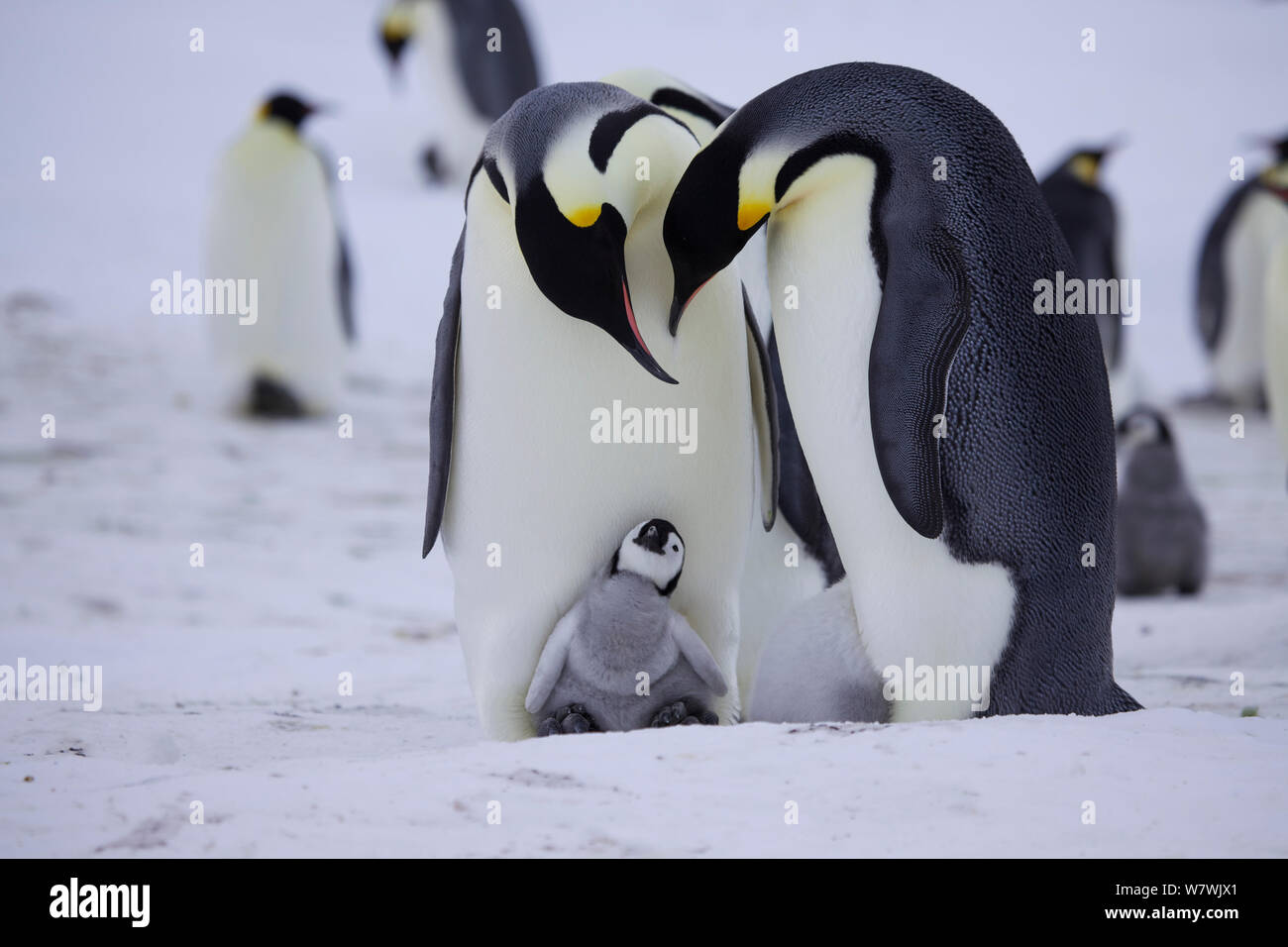 Two Emperor penguins (Aptenodytes forsteri) looking down at chick ...