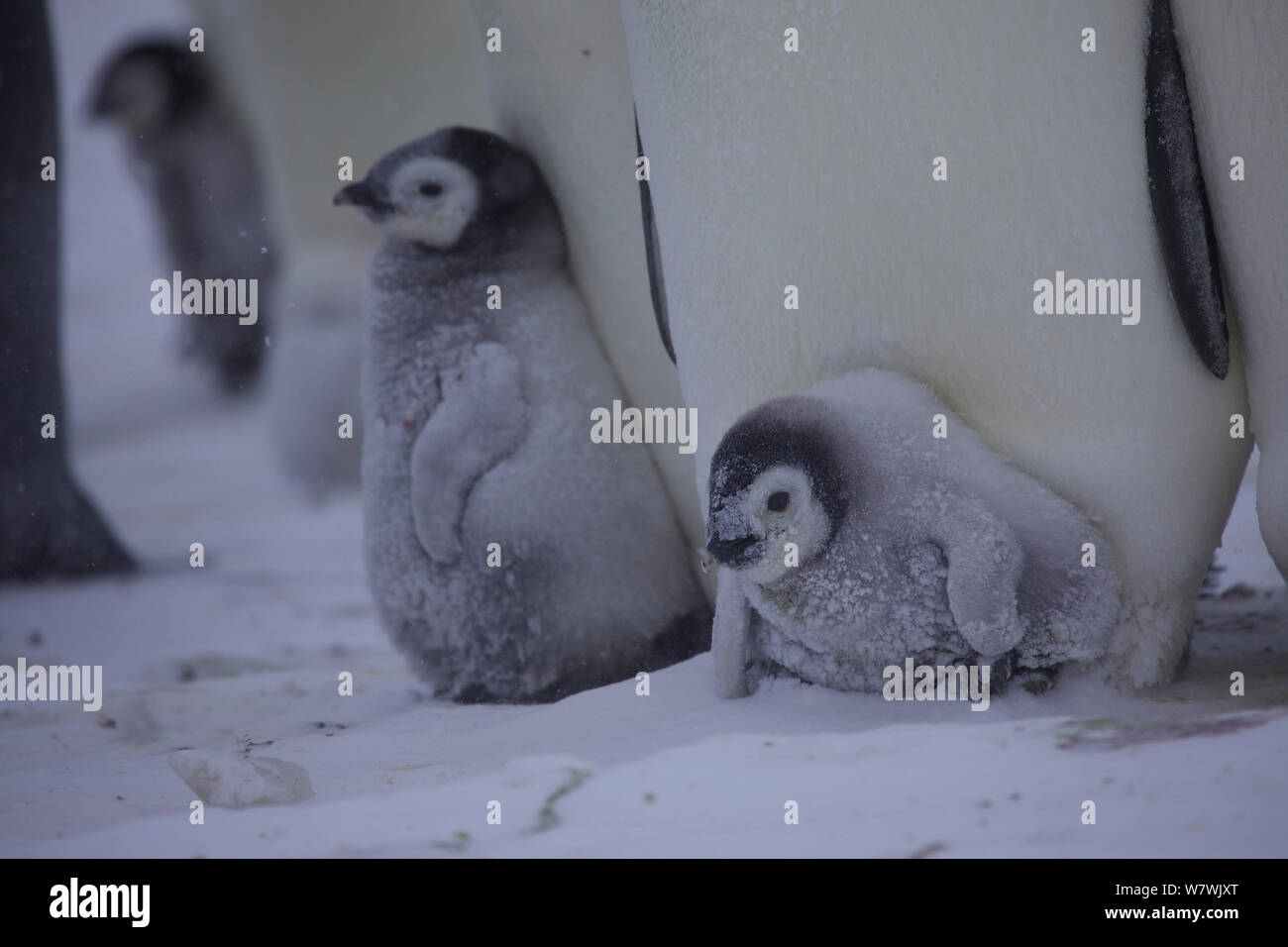 Two Emperor penguin (Aptenodytes forsteri) chicks covered in clumps of ...