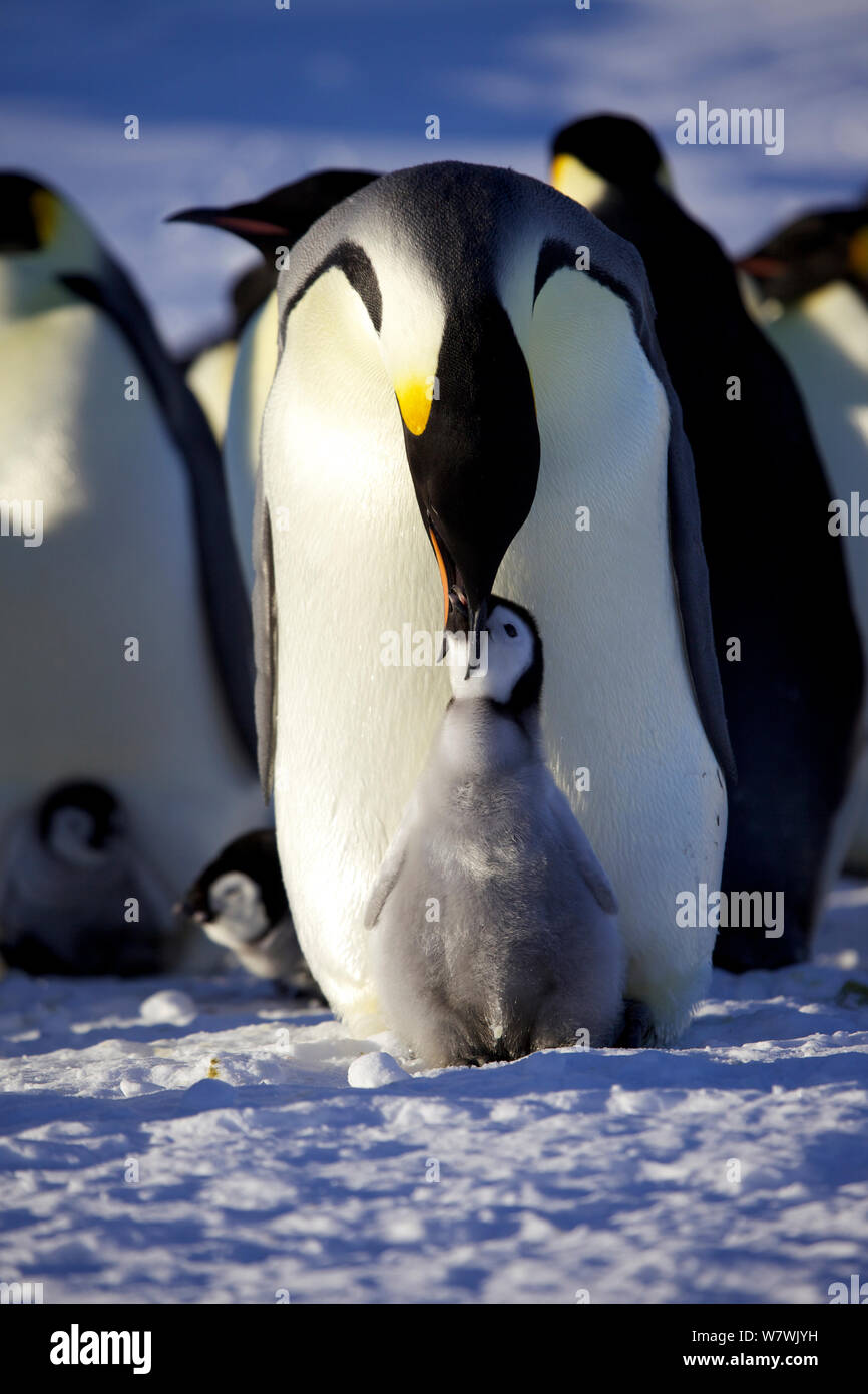 Emperor penguin feeding chick hi-res stock photography and images - Alamy