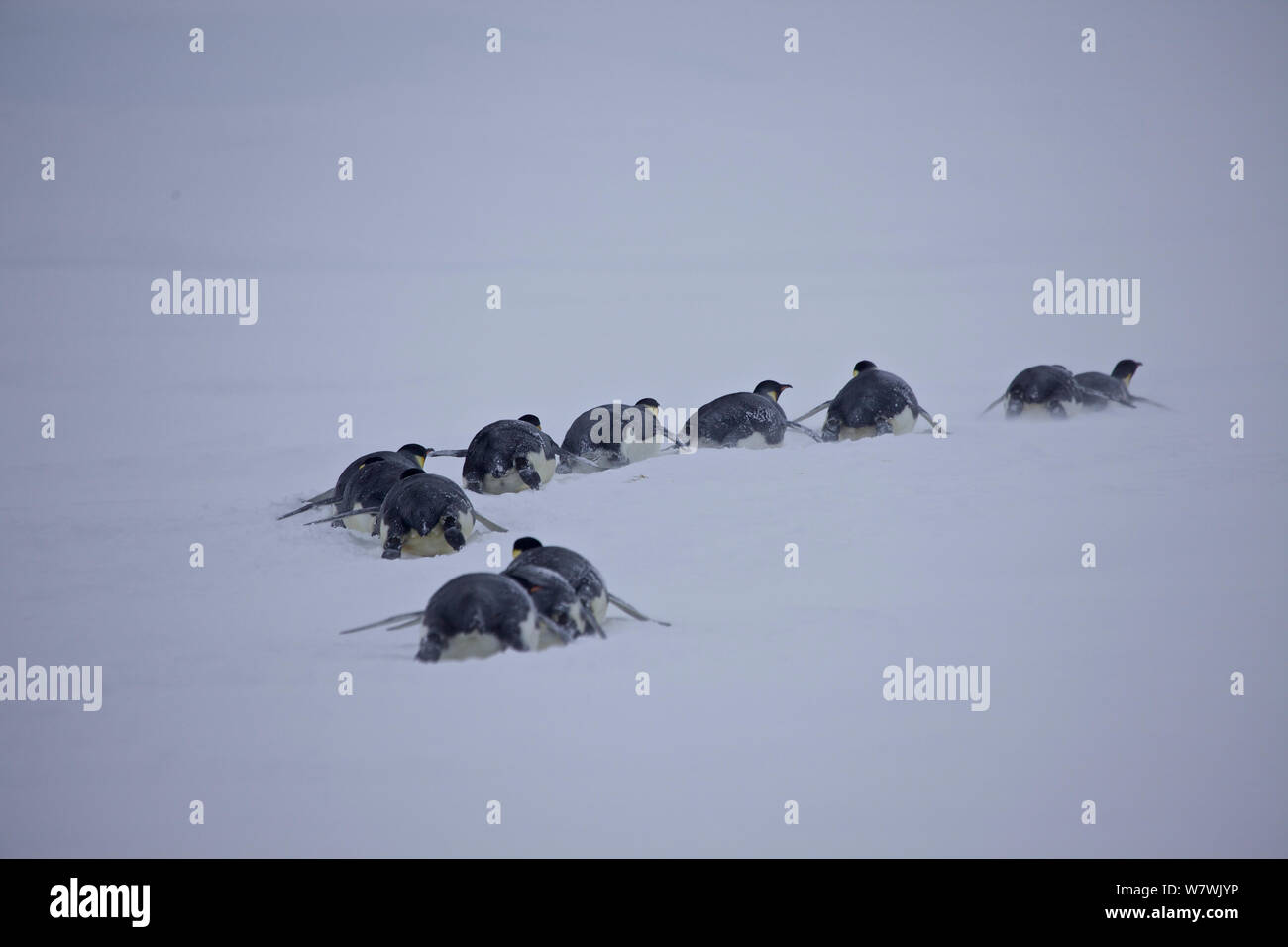 Emperor penguin (Aptenodytes forsteri) procession tobogganing in single ...