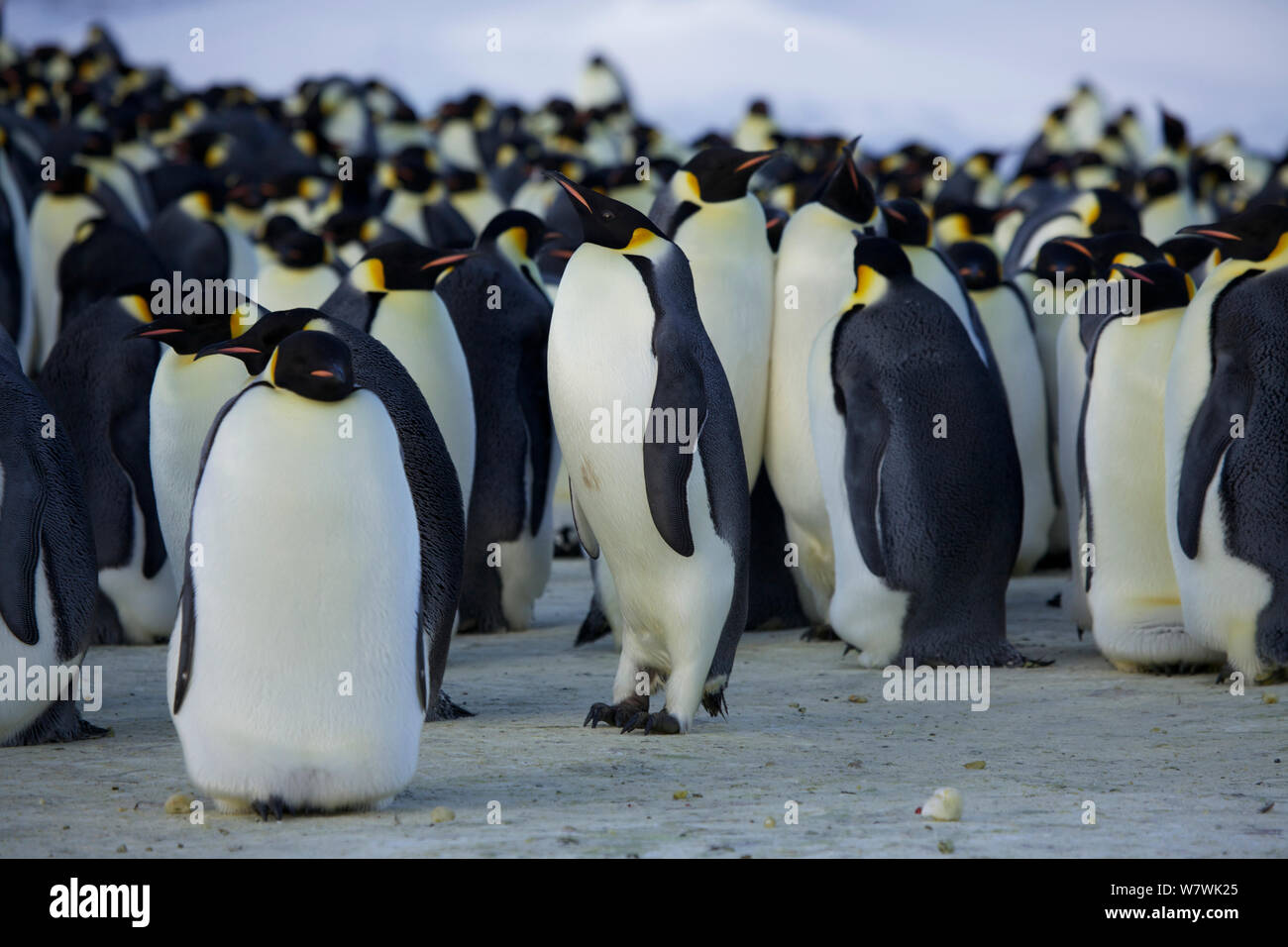 Emperor penguin (Aptenodytes forsteri) colony, Antarctica, July Stock ...