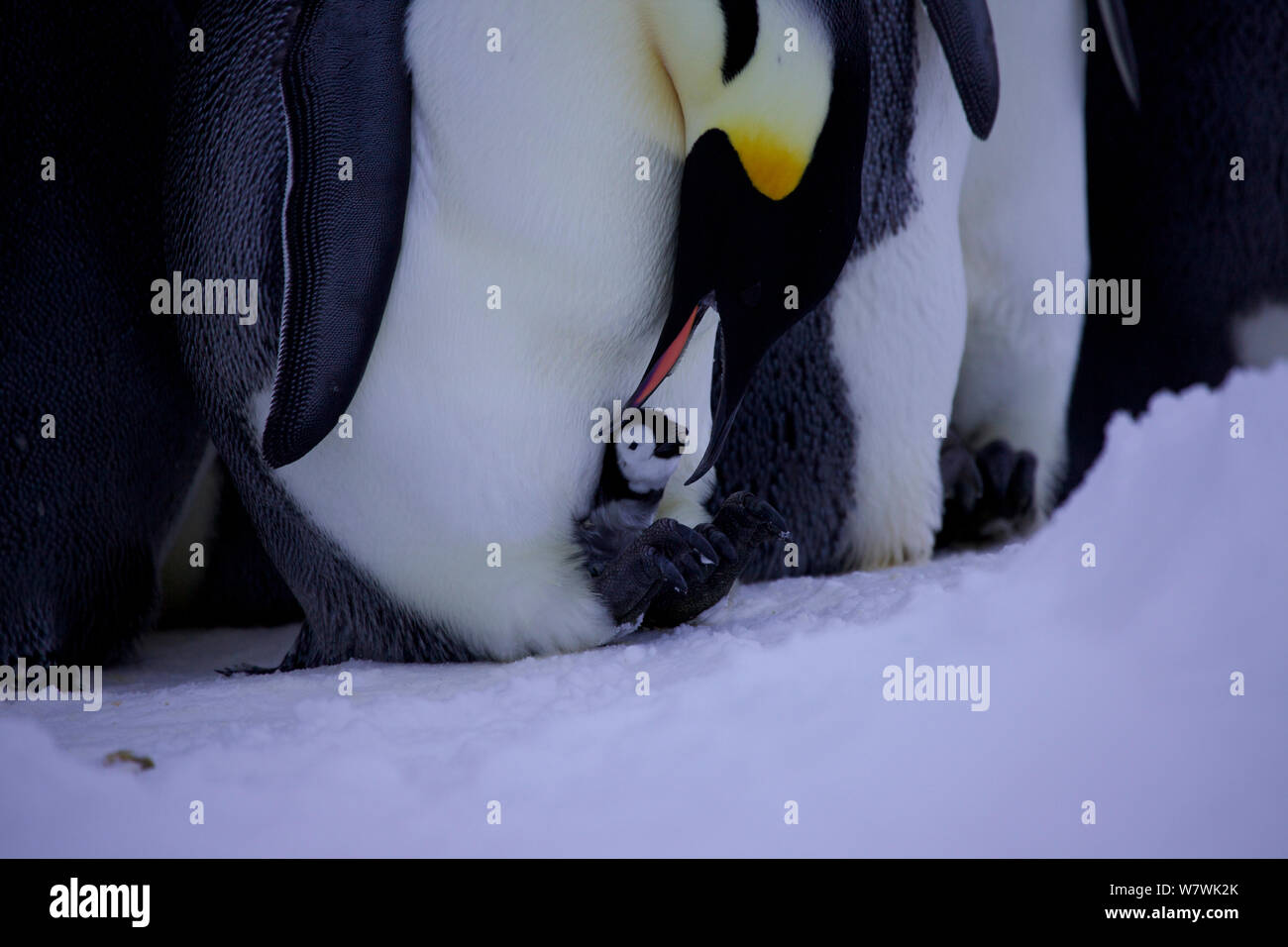 Emperor penguin feeding chick hi-res stock photography and images - Alamy