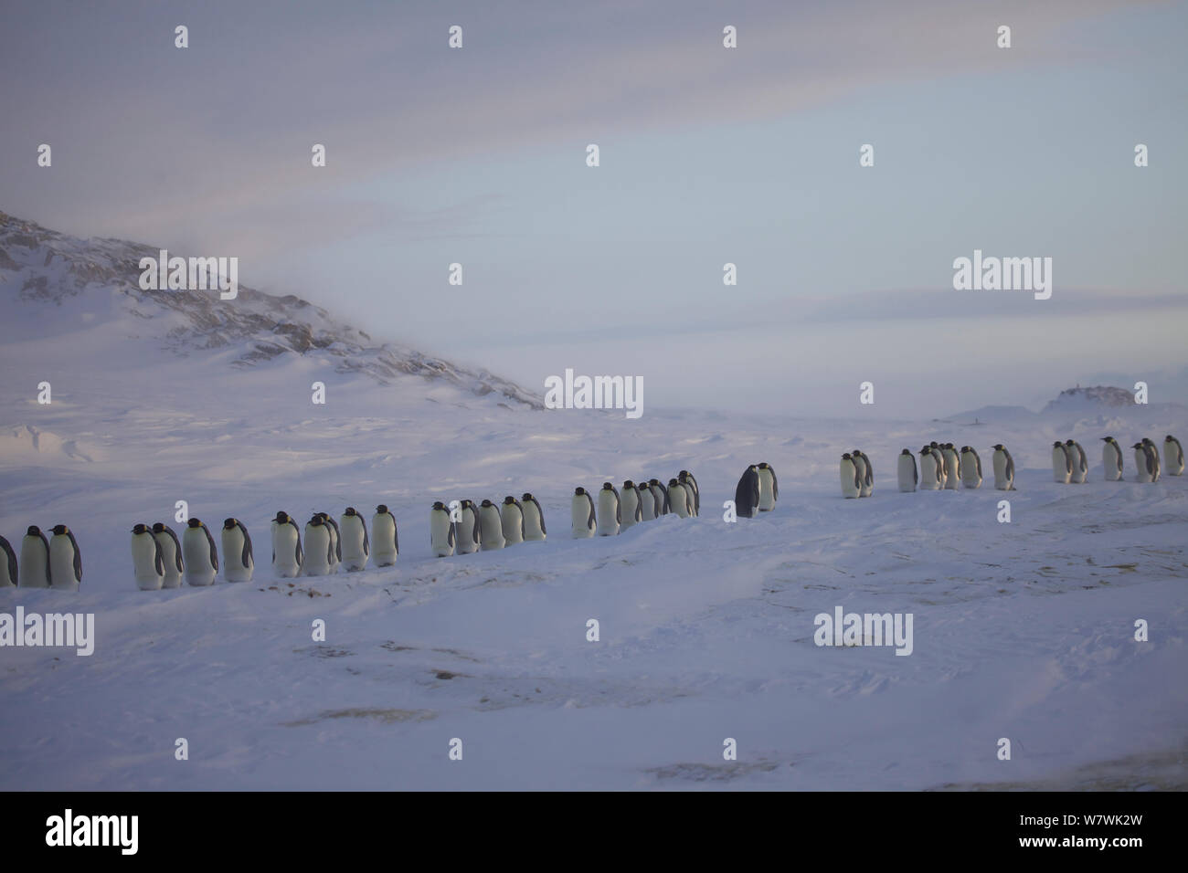 Emperor penguin egg hi-res stock photography and images - Alamy