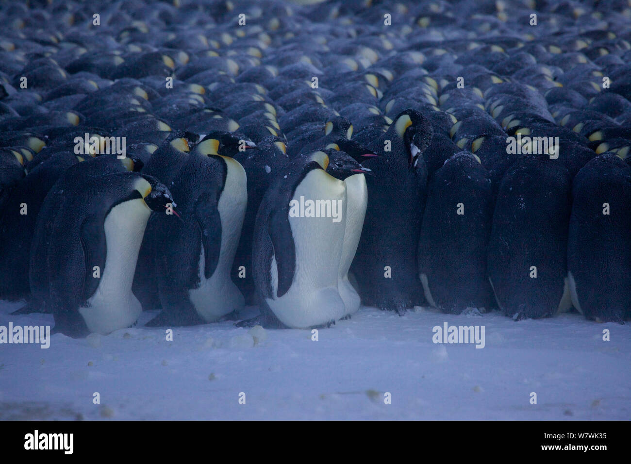 Male emperor penguin huddle hi-res stock photography and images - Alamy