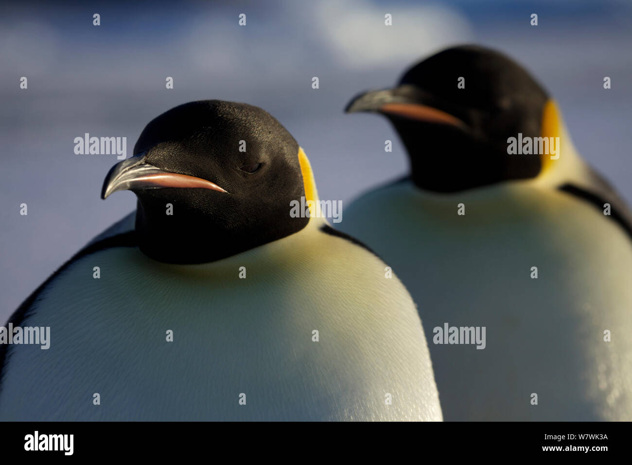 Emperor penguin (Aptenodytes forsteri) portrait, Antarctica, April ...