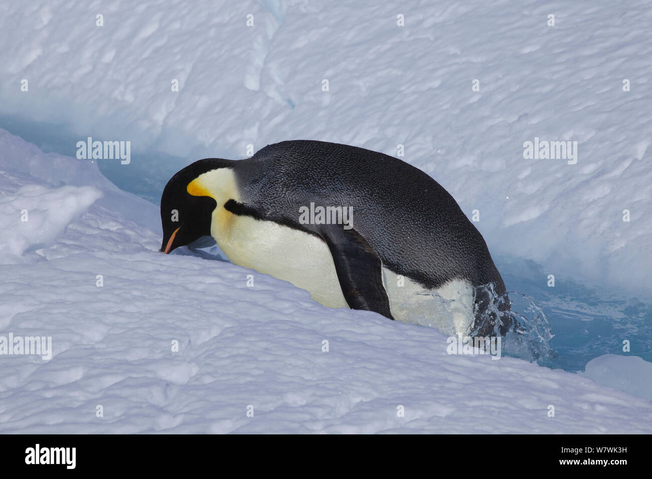 Using beak hi-res stock photography and images - Alamy